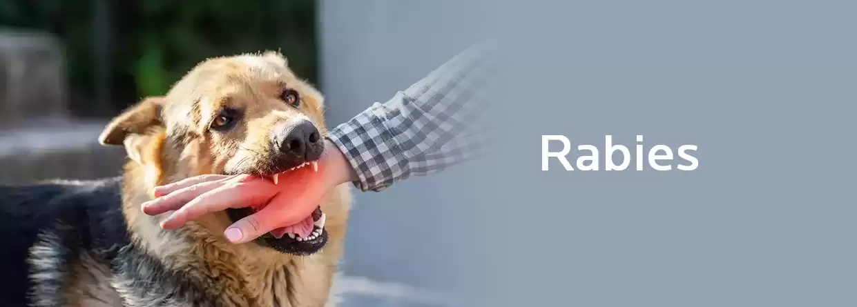 Understanding Rabies- Symptoms, Causes, & Treatment - CMRI